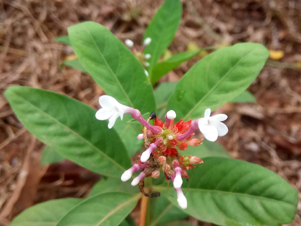 Sarpagandha - Use Cases, Benefits & Side Effects